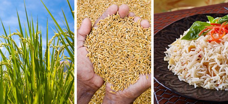 » Our Story : | LT Foods